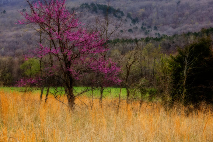 Early Spring : Ozark National Forest, Arkansas